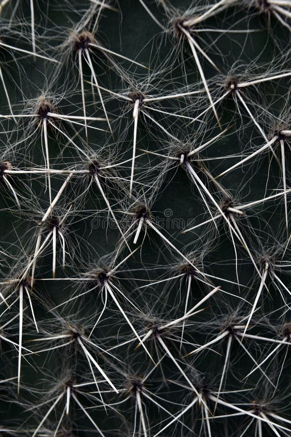 Texture with Dark-green Cactus Surface Stock Image - Image of spiny ...