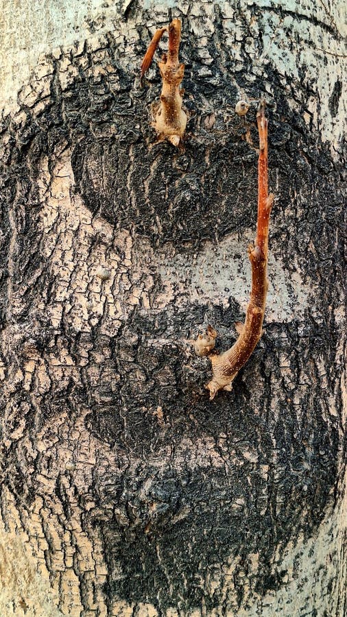 Texture of a Dark and Light Colored Tree with Brown Branches Growing ...