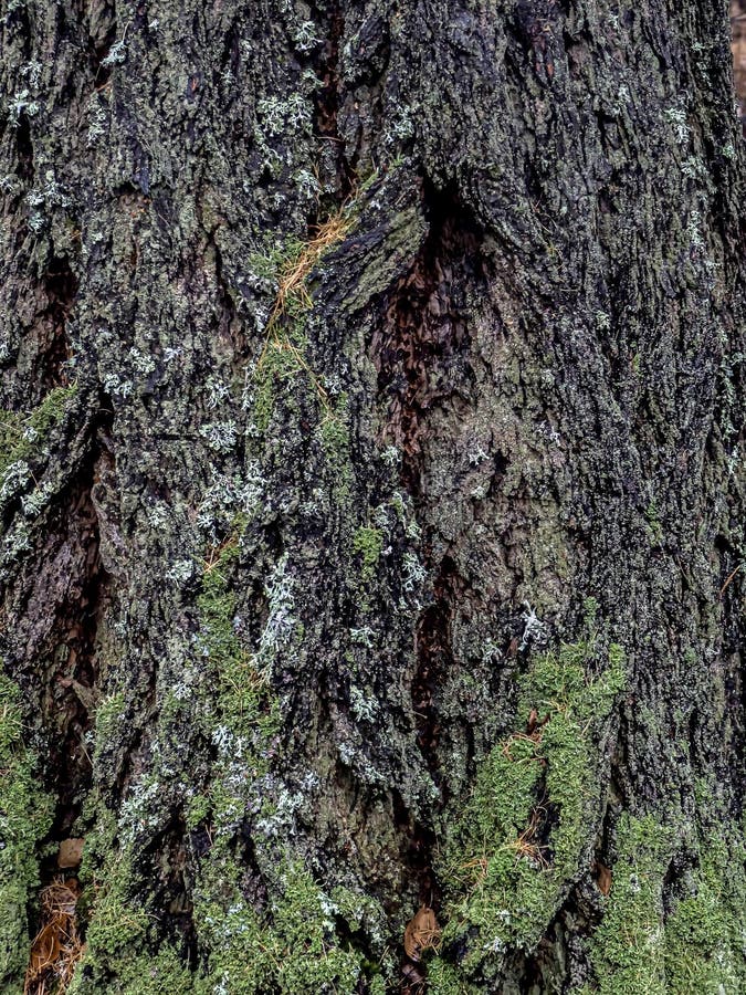 Texture of the Dark Surface of an Old Pine Tree in the Forest Stock ...