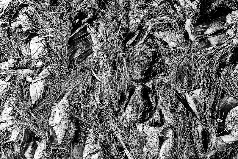 Texture of date palm bark stock image. Image of color - 185550079