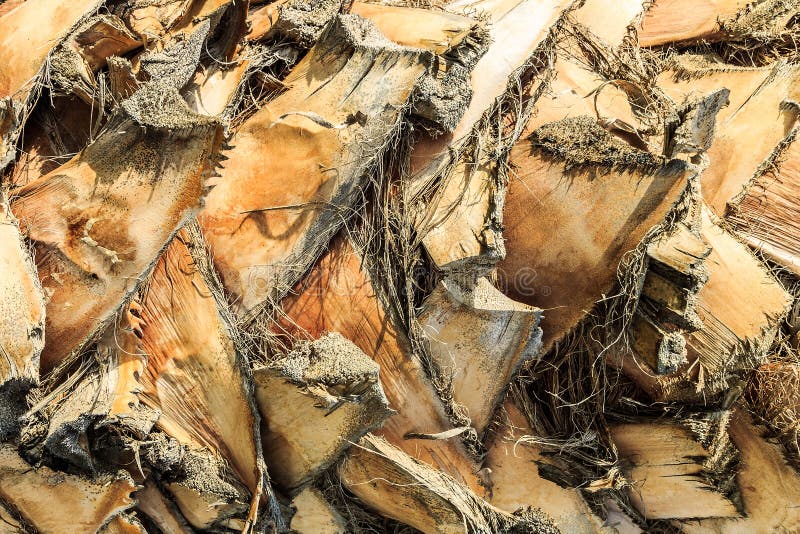 Texture of date palm bark stock photo. Image of abstract - 188075356