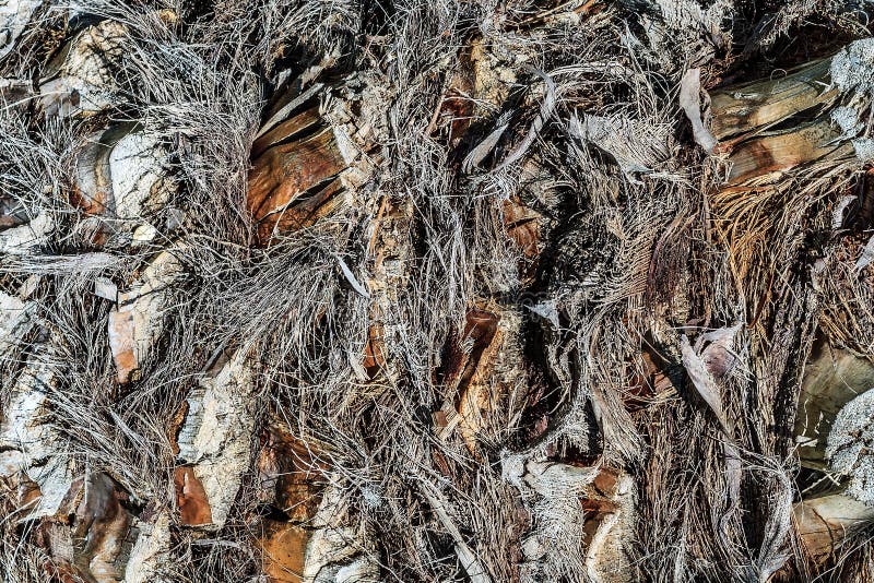 Date Palm Bark stock image. Image of tropical, date, fiber - 24017167
