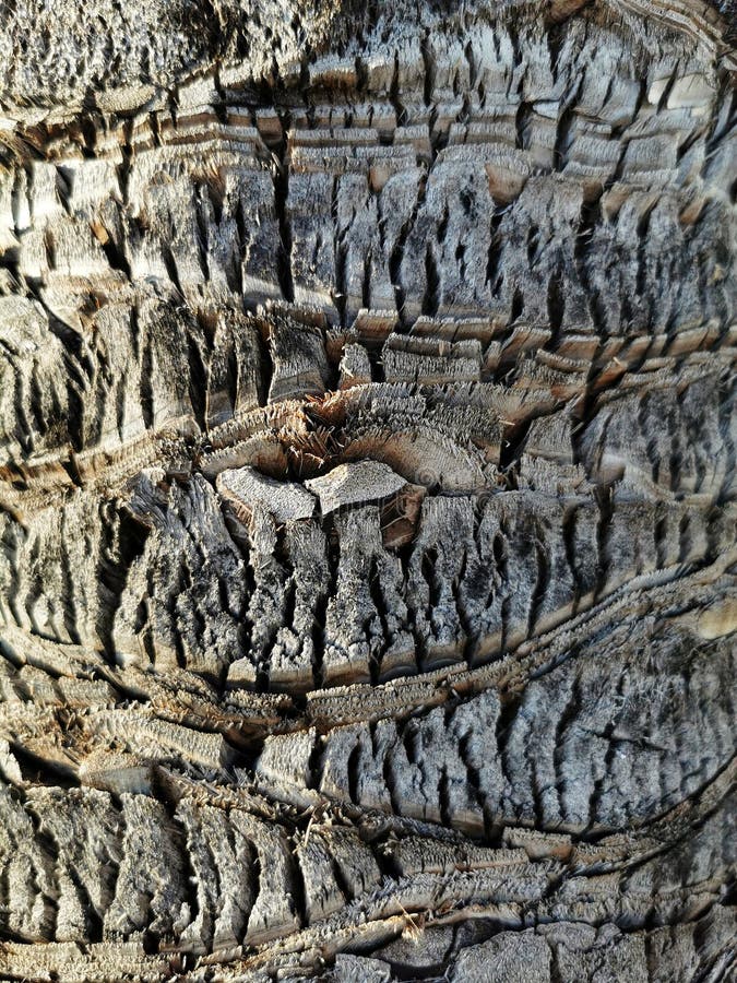 Texture of the Date Palm Tree Trunk Stock Image - Image of tree ...