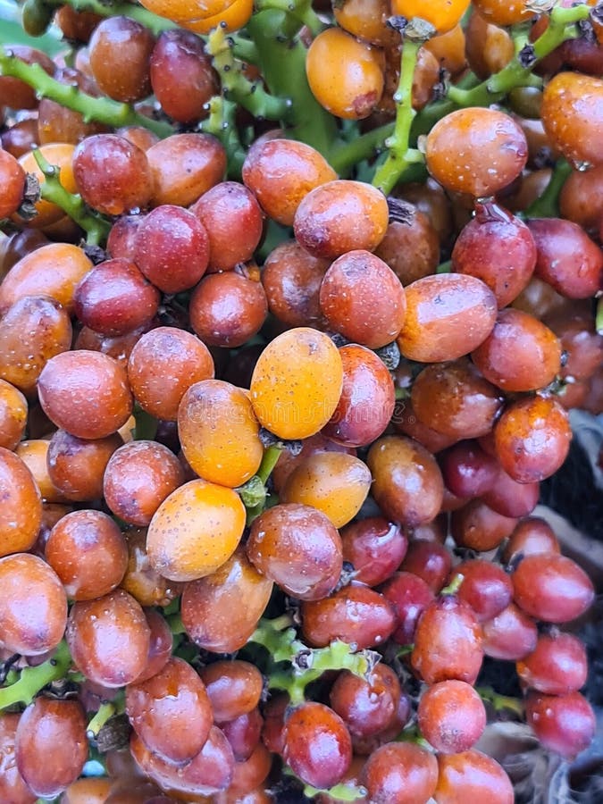 Texture of Dates on the Tree Stock Photo - Image of green, vintage ...