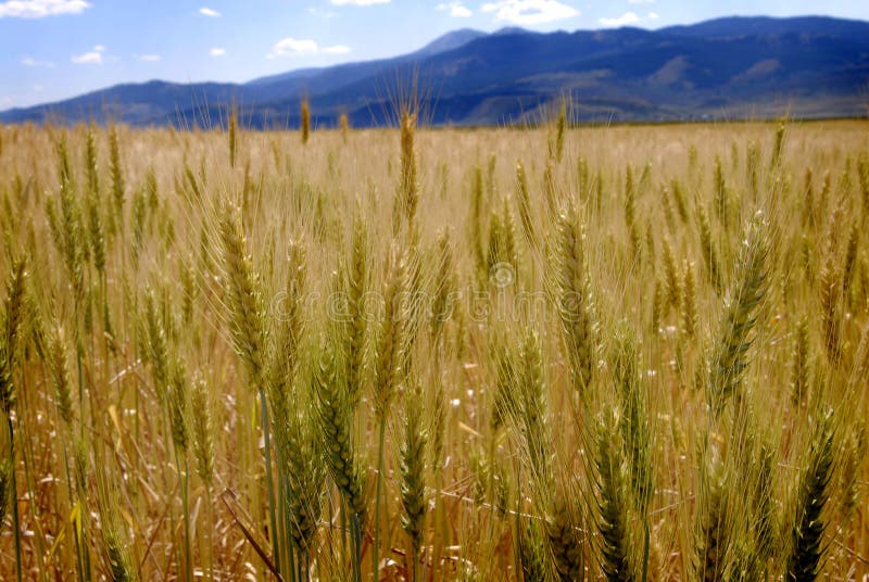 Grain Sec Naturel De Texture Du Grain De Blé Sur La Macro Image ...