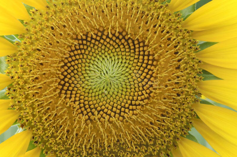 Structure de tournesol image stock. Image du cuisine - 96045847