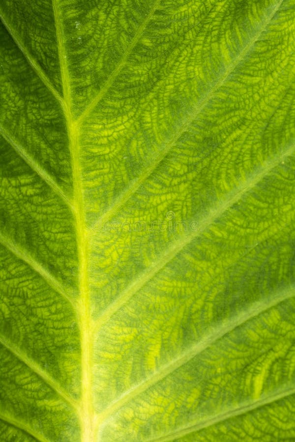 Texture de feuille photo stock. Image du assez, tropical - 31906924