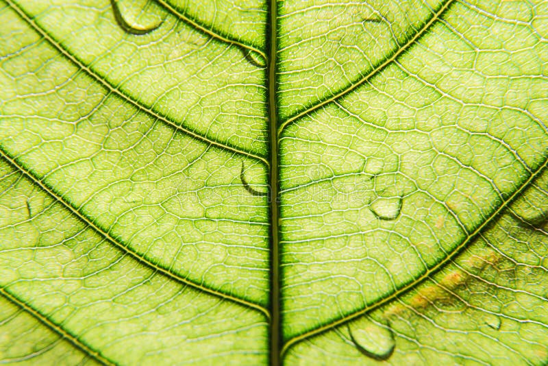 Texture de feuille photo stock. Image du frais, détail - 38351848