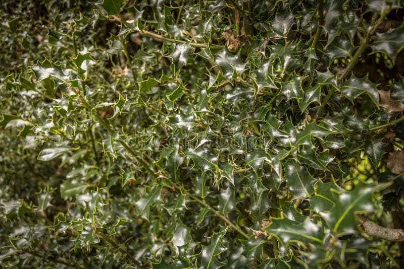 Feuilles De Gui Photos Stock - Téléchargez 391 Photos libres de droits