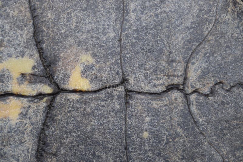 Texture De Fond D'écaille Tortue Shell Photo stock - Image of amphibie ...