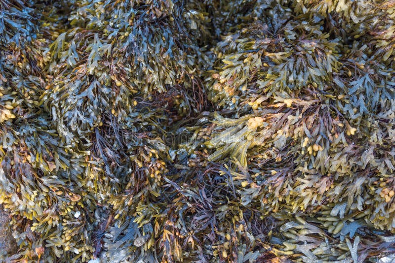 Texture d'algue photo stock. Image du seashore, littoral - 915674