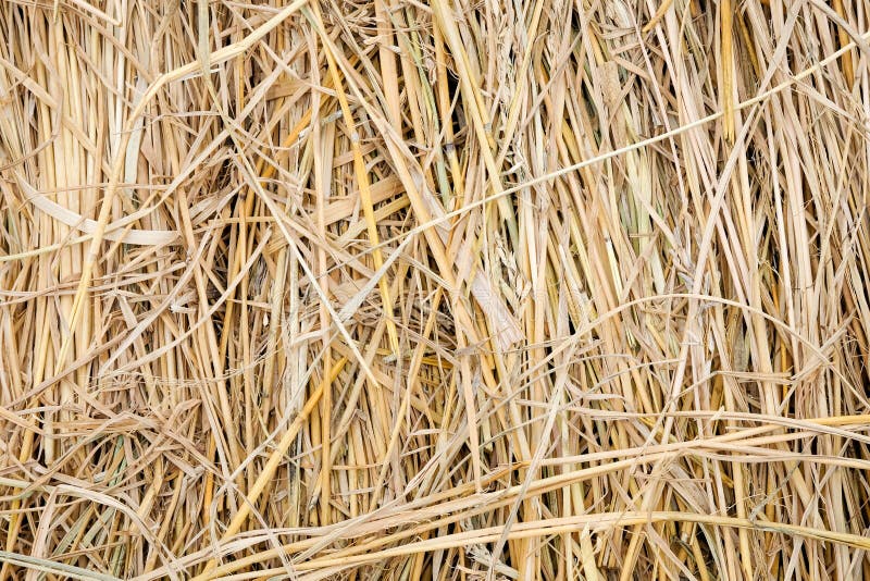 Texture De Fond De Paille, Naturel Abstrait Pour La Conception Image ...