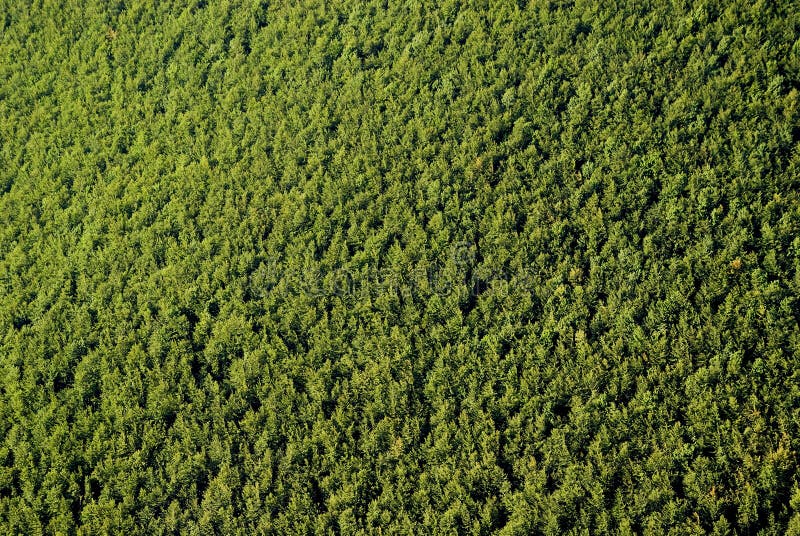 Texture de forêt image stock. Image du dessus, branchements - 26780449