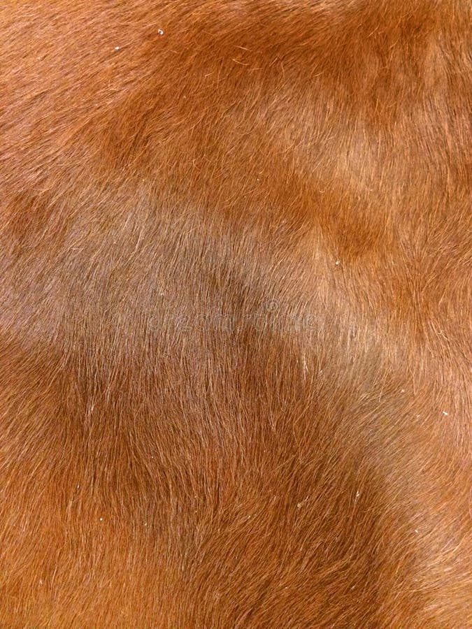 Texture de fourrure photo stock. Image du configuration - 37531510