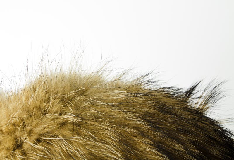 Texture De Fourrure Fourrure De Chien De Raton Laveur Photo stock ...