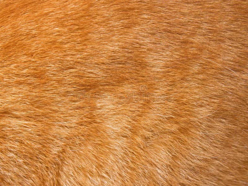 Texture De Fourrure De Chat Photo stock - Image du gingembre, orange ...