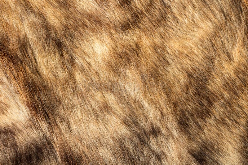Texture De Fourrure De Loup Naturelle Image stock - Image du exotique ...