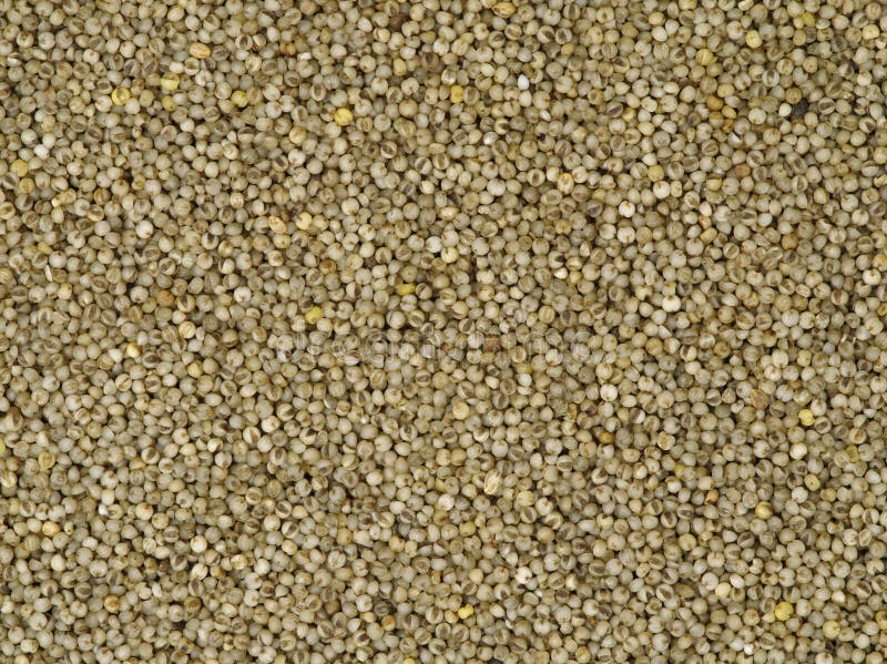 Poissons De Guindineau De Graine De Millet Image stock - Image du océan ...