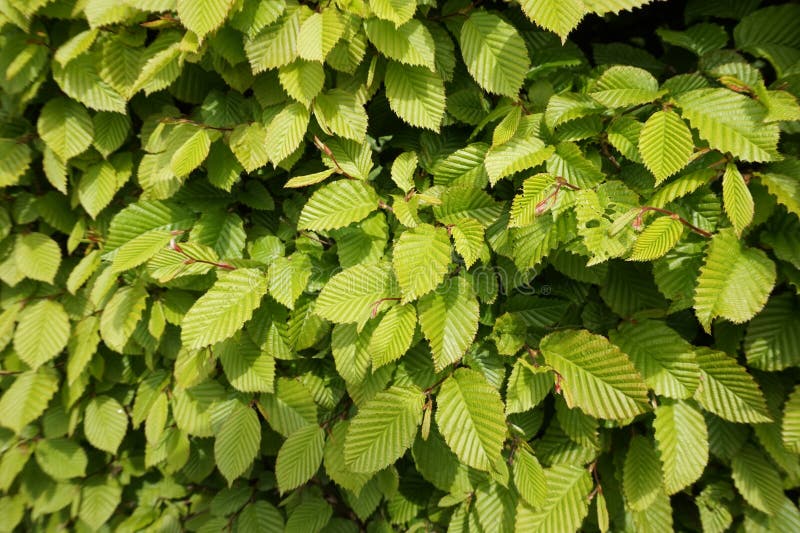 16,846 Photos de Texture De Haie - Photos de stock gratuites et libres ...