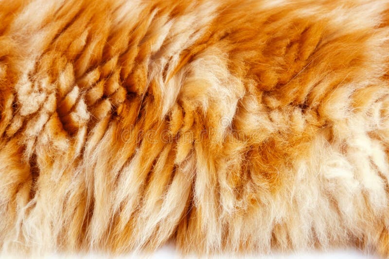 Texture De Fourrure De Chat Image stock - Image du beauté, chat: 35547949