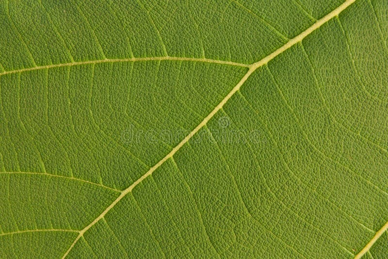 Texture de lame de teck photo stock. Image du bois, environnement ...