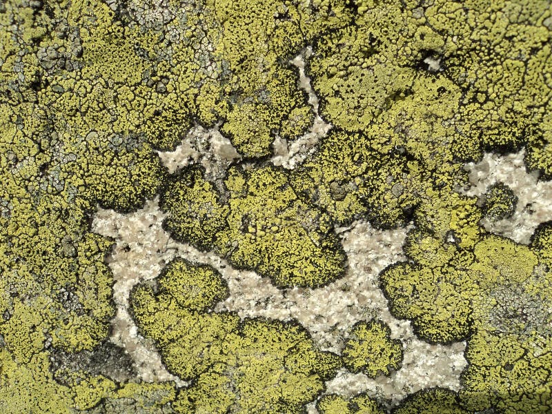 Texture de lichen image stock. Image du normal, jaune - 22142179