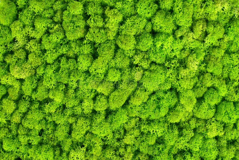 Texture De Mousse Décorative Verte Mur En Arrière-plan De La Mousse ...