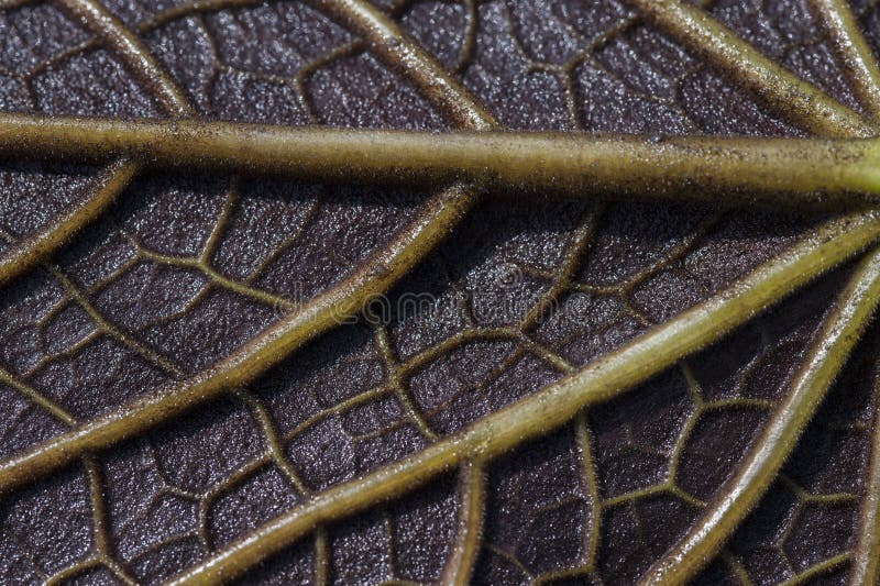 Nervure de feuille photo stock. Image du macro, angle - 65085144