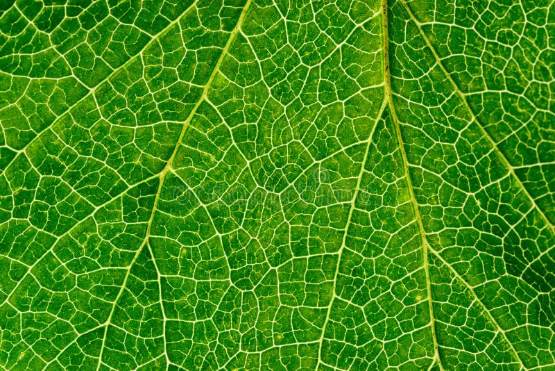 1,584 Photos de Nervures De Feuille - Photos de stock gratuites et ...