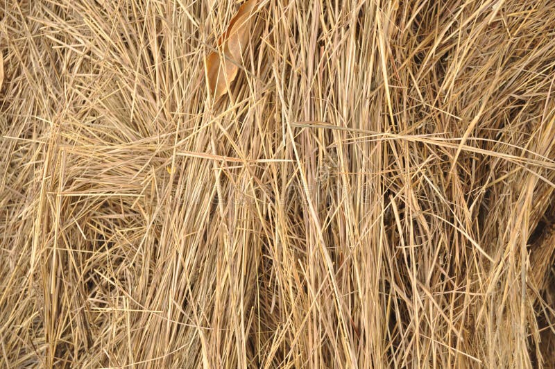 Texture de paille photo stock. Image du céréales, moisson - 89693254