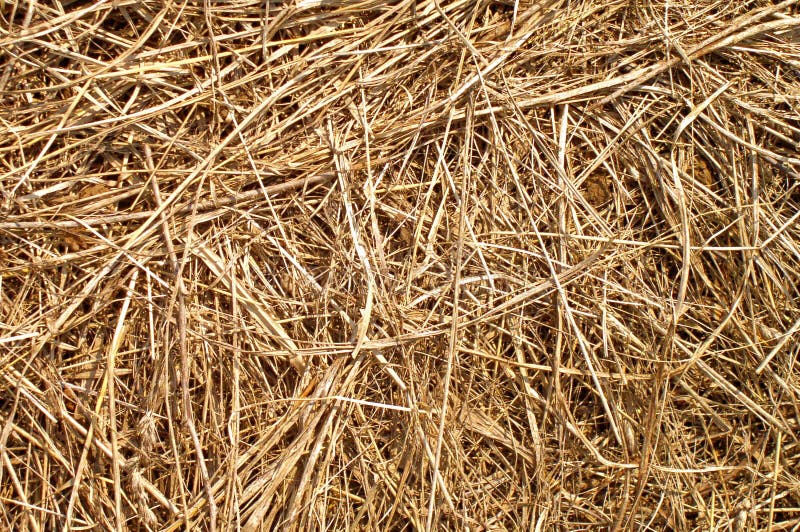 Texture de pailles image stock. Image du abstrait, contemporain - 2889243