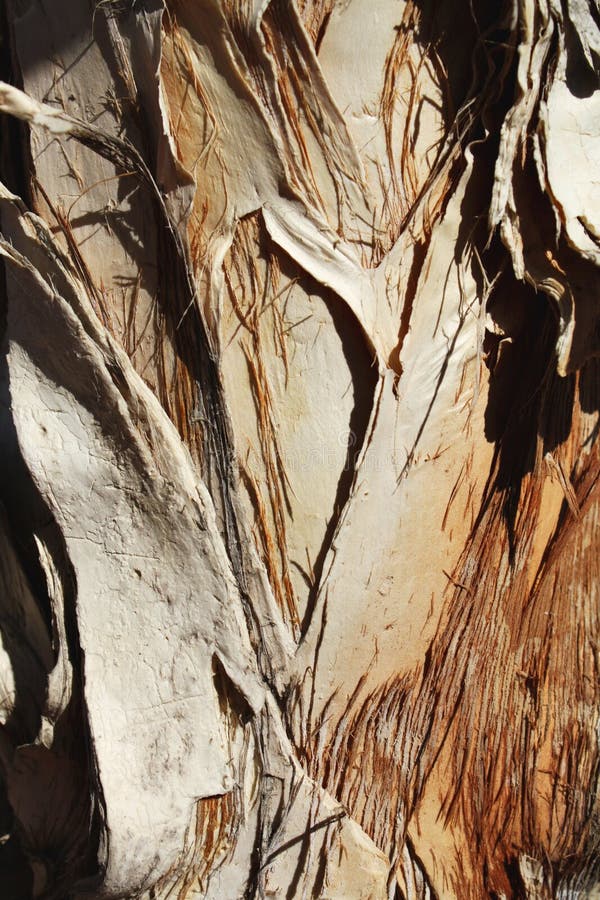 Texture de paperbark image stock. Image du cambrousse - 9885791