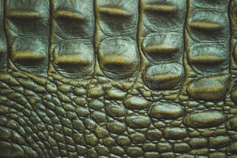 Texture De Peau De Cuir De Crocodile Photo stock - Image du surface ...