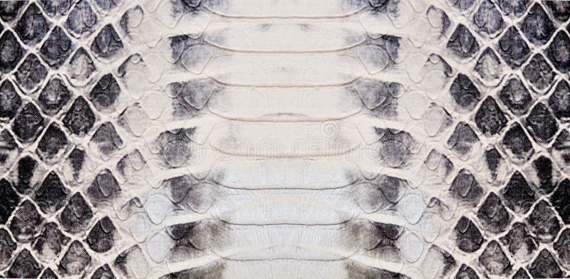 Texture de peau de serpent photo stock. Image du cuir - 24795588
