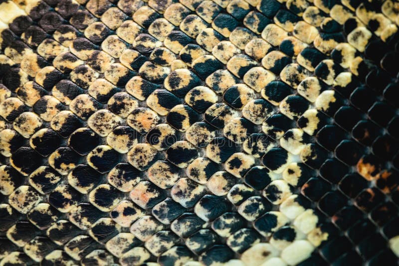 Texture De Peau De Serpent Macro Photo De Peau De Serpent Image stock ...