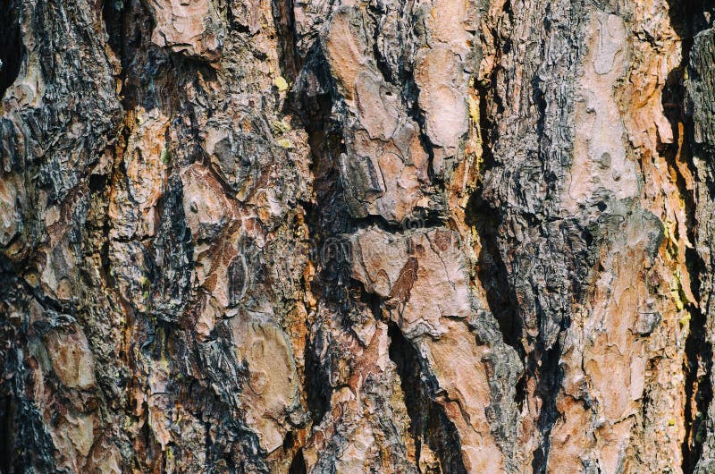 Texture verte de sapin photo stock. Image du lame, conifére - 49057928