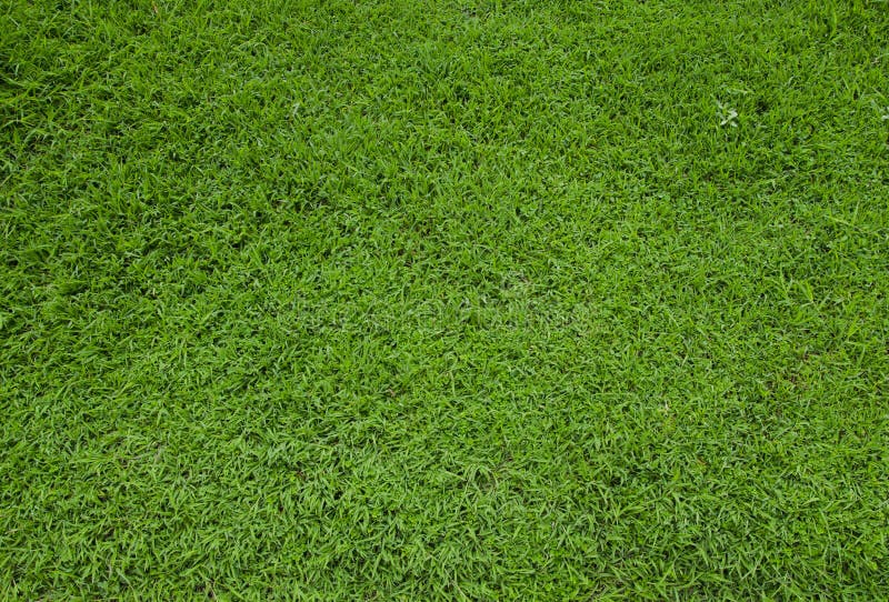 Texture de gazon vert image stock. Image du herbe, golf - 59166031