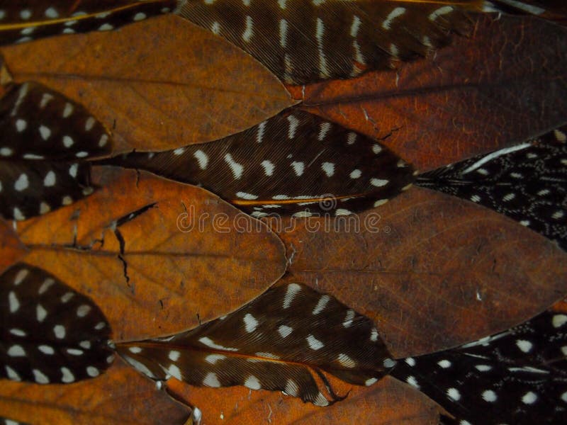 Texture de plume image stock. Image du léger, fragile - 38840553