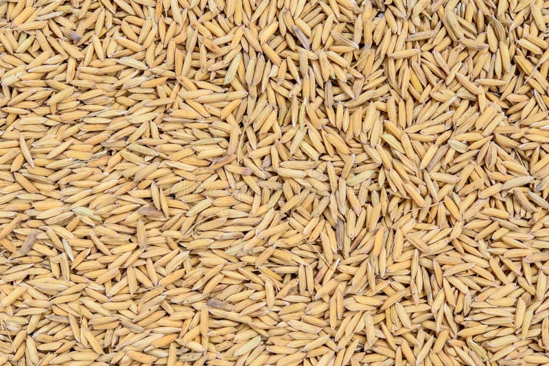 Texture De Riz Non-décortiqué Image stock - Image du nourriture ...