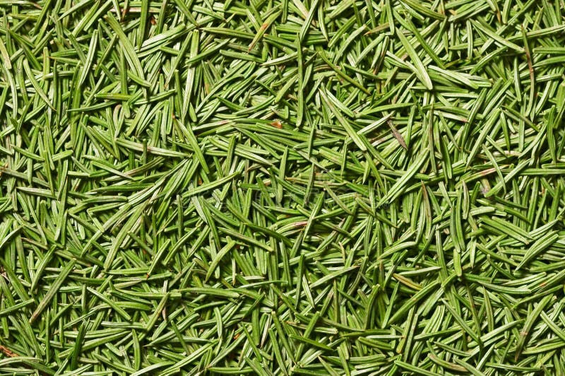 Texture de Sapin-pointeau image stock. Image du lames - 5422113