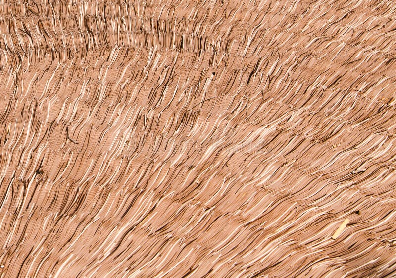 Texture De Toit Couvert De Chaume Photo stock - Image du nature ...