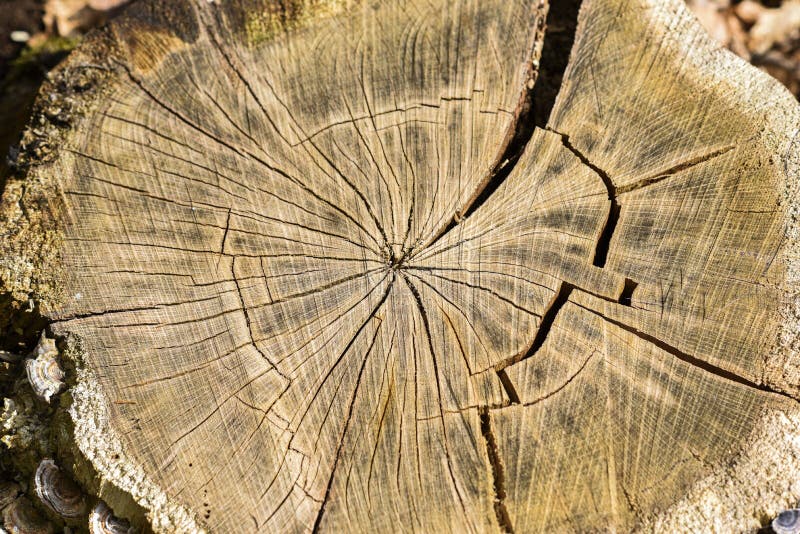 Texture De Tronc D'arbre De Texture De Tronc D'arbre Photo stock ...