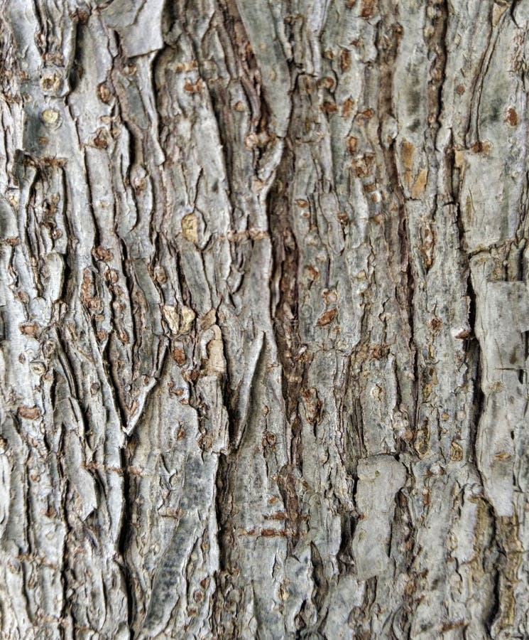 Texture De Tronc D'arbre Dehors Photo stock - Image du extérieur ...