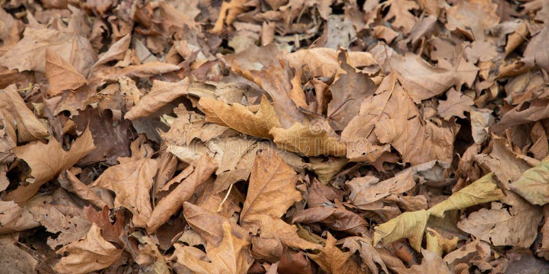 Texture of Dead Autumn Leaves Fall on the Ground Stock Image - Image of ...