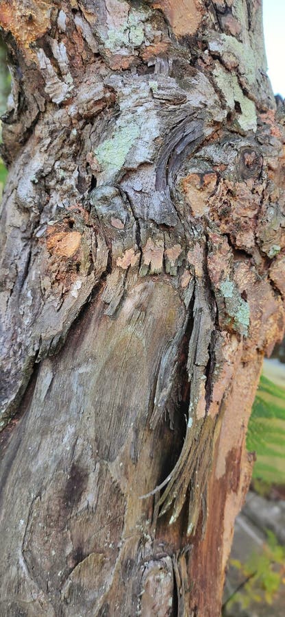 The Texture of Dead Bark Tree Stock Photo - Image of texture, wood ...