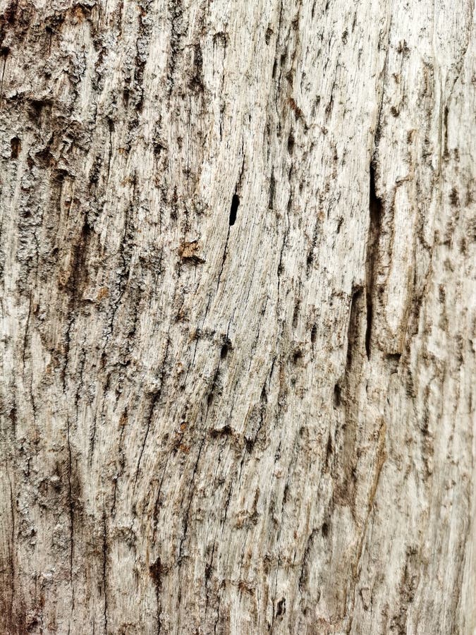Texture of Dead Brown Tree. Stock Image - Image of texture, dead: 166630229