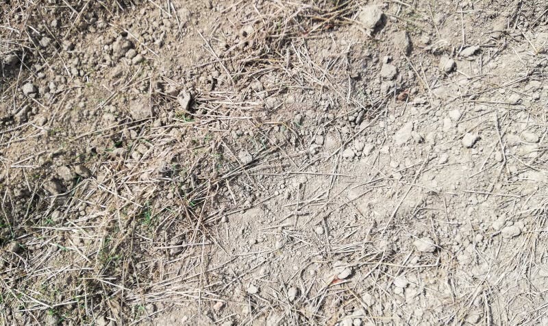 Texture of Dead Grass Field Stock Photo - Image of wheat, texture ...