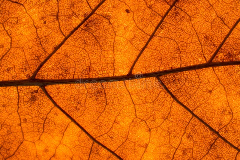 Texture of a Dead Leaf in Autumn Stock Photo - Image of lines, flora ...