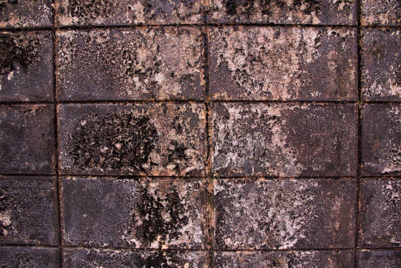 Dead Plants are Shown on a Dirty Ground with Dirt and Dry Leaves Stock ...