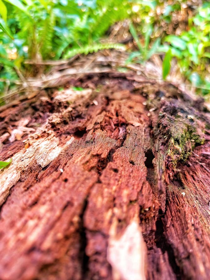 Texture of Dead Tree in Indonesian Stock Photo - Image of woodland ...